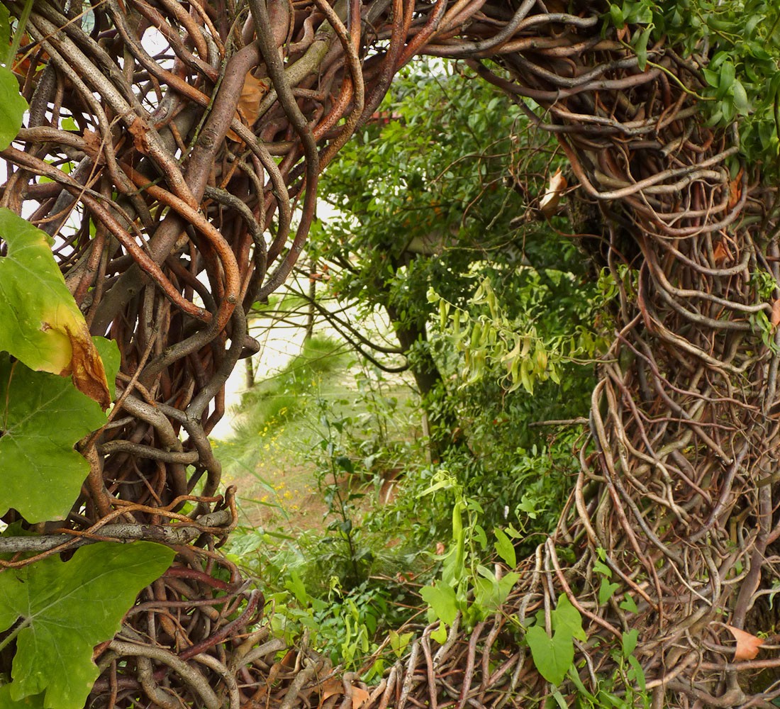 Salix contorta | Julien Mouroux | Land Art – Art environnemental