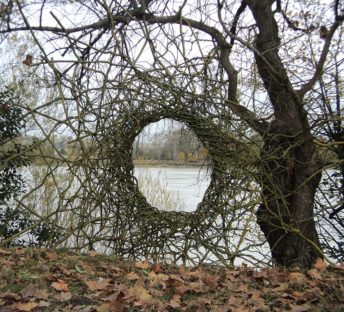 Salix contorta | Julien Mouroux | Land Art – Art environnemental